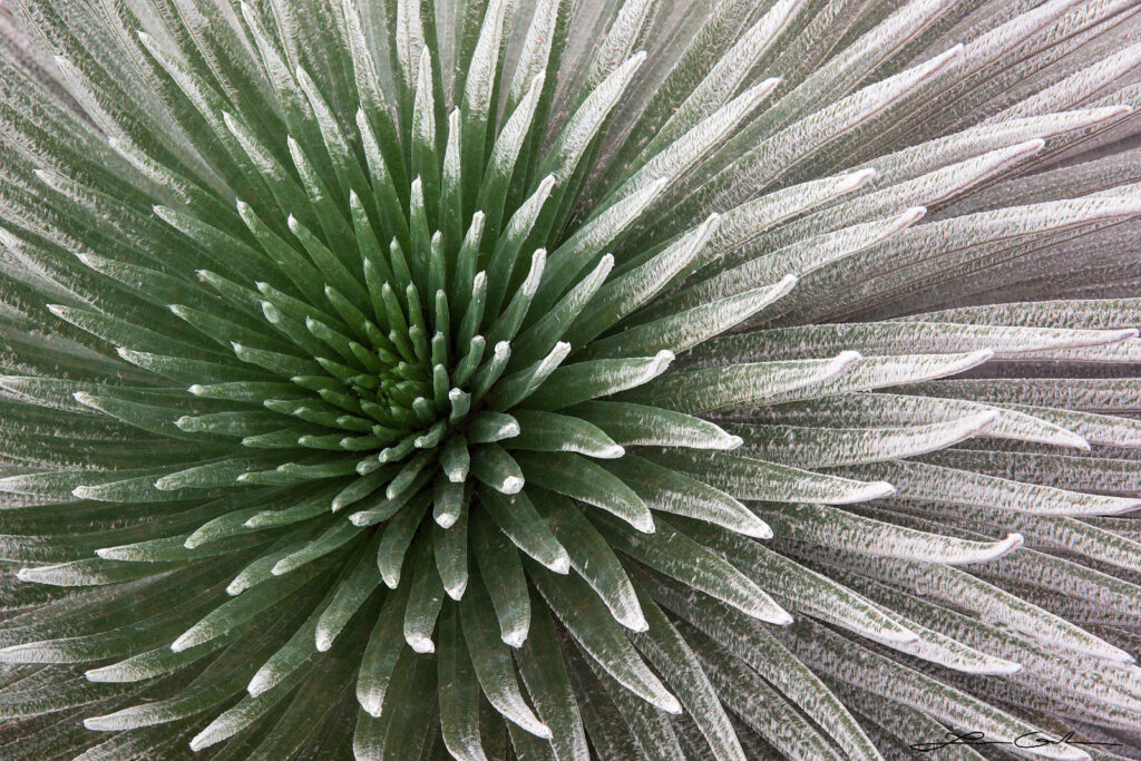 Silver Sword | Silver Sword Abstract Hawaii | Gintchin Fine Art