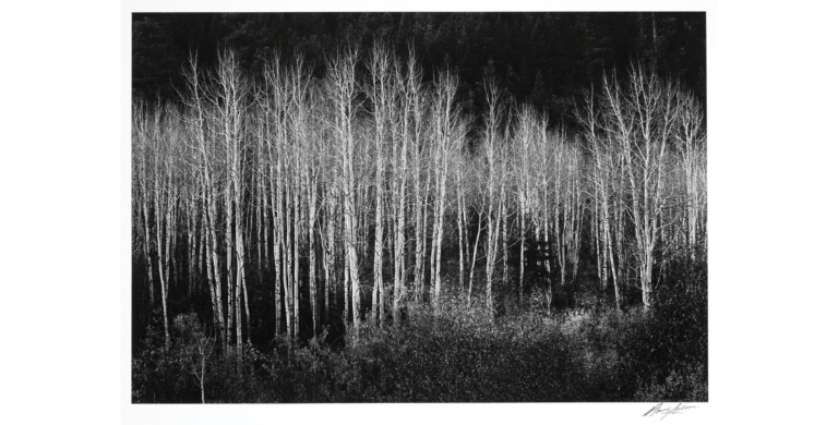 Ansel Adams Aspen Trees Photography Style: Mastering Contrast & Elegance