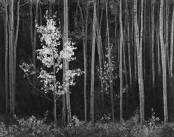 Ansel Adams Aspen Trees Photography Style: Mastering Contrast & Elegance